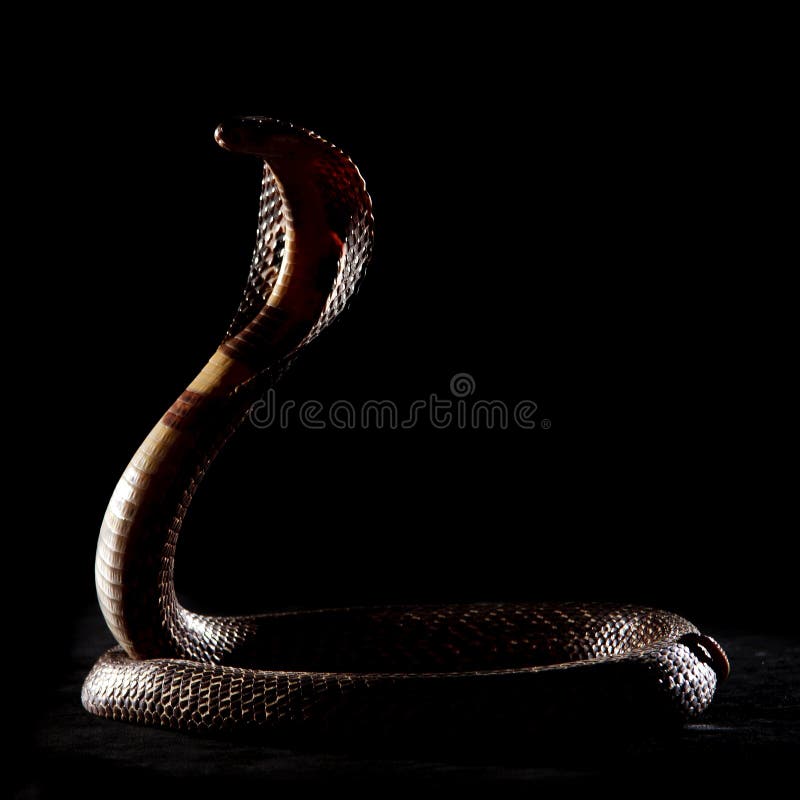 Brown Spectacle Cobra with Hood Stock Image - Image of wild, black ...