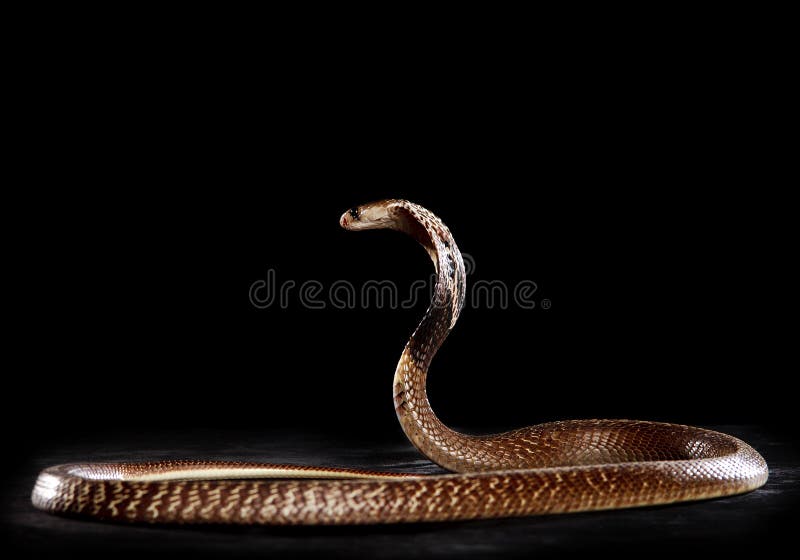 Brown Spectacle Cobra with Hood Sideview Stock Image - Image of wild ...
