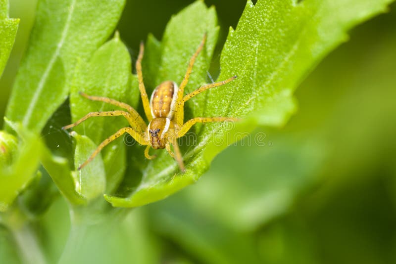 Brown Sac Spider 1 stock photo. Image of silks, spiders - 29048054