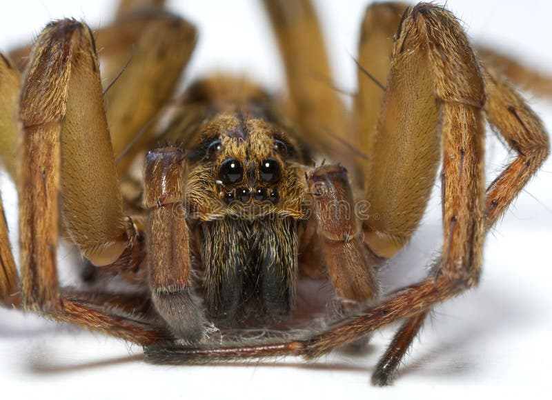 Front Closeup of a Brown Recluse Spider Stock Image - Image of front ...
