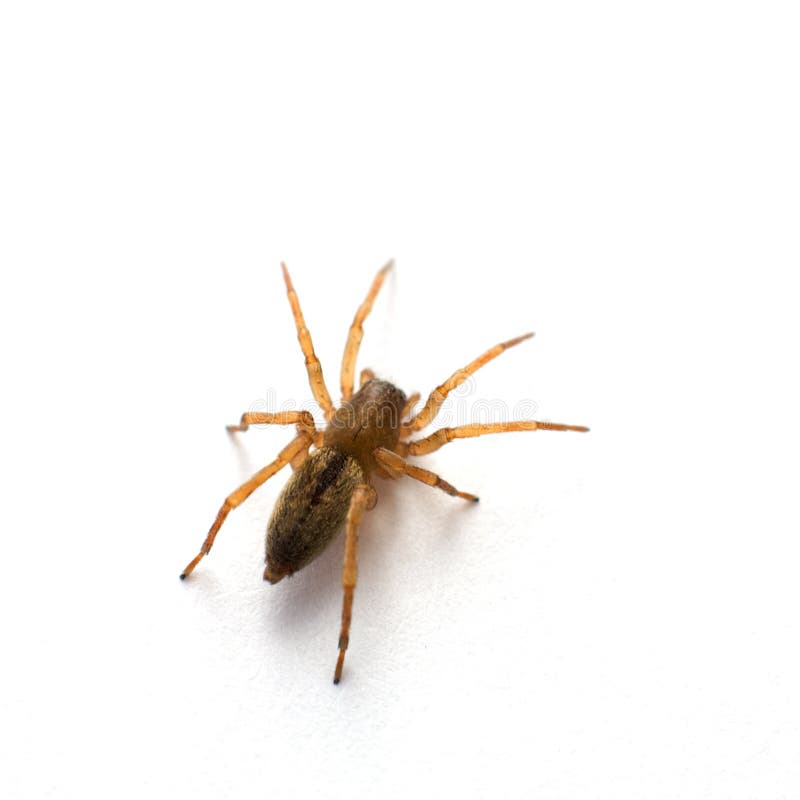 Brown Sac Spider 1 stock photo. Image of silks, spiders - 29048054