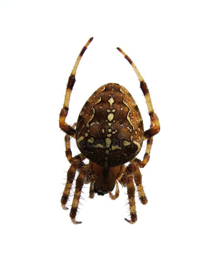 Brown Sac Spider 1 stock photo. Image of silks, spiders - 29048054