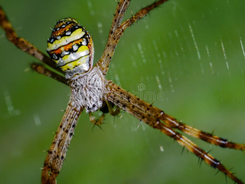 Brown spider stock image. Image of close, arachnid, connection - 105680819