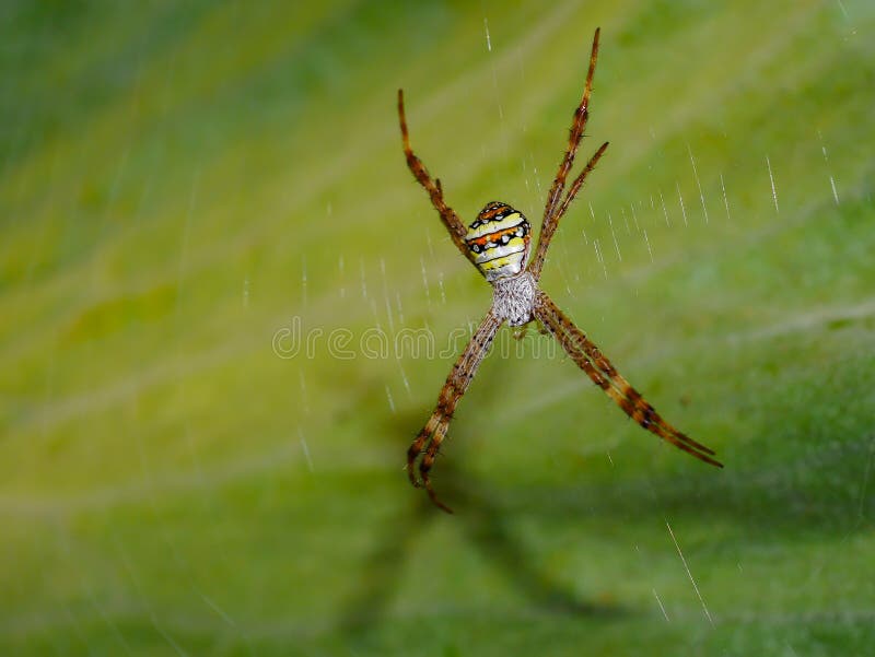 Brown spider stock photo. Image of close, animal, spider - 105680838