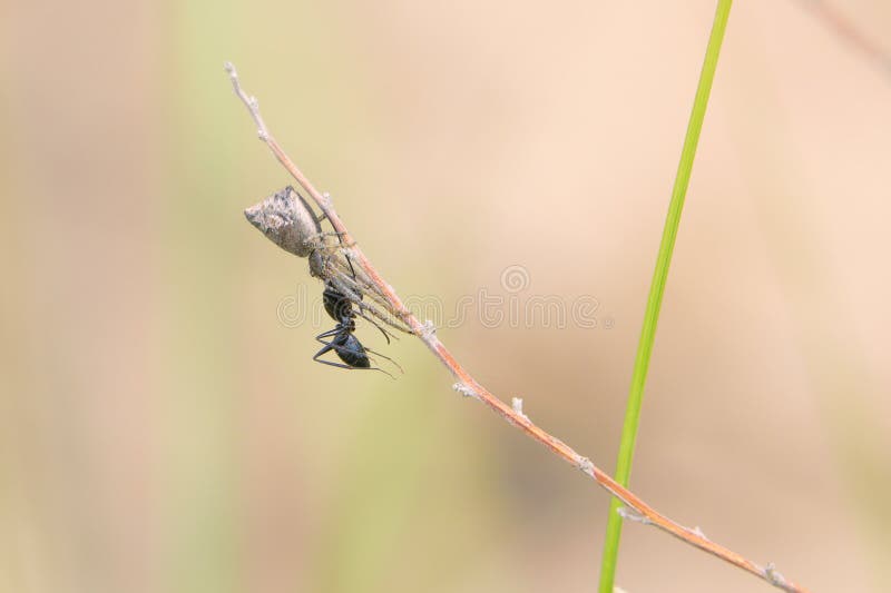 Spider hunt stock photo. Image of animal, wild, insects - 271860496