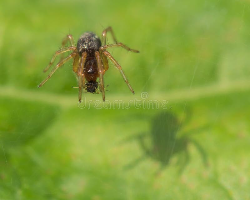 Brown Spider Casting a Shadow on a Green Leaf Stock Photo - Image of ...