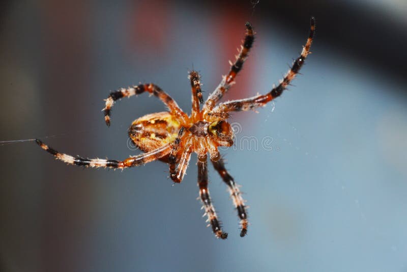 Brown spider stock image. Image of pattern, halloween - 35552189
