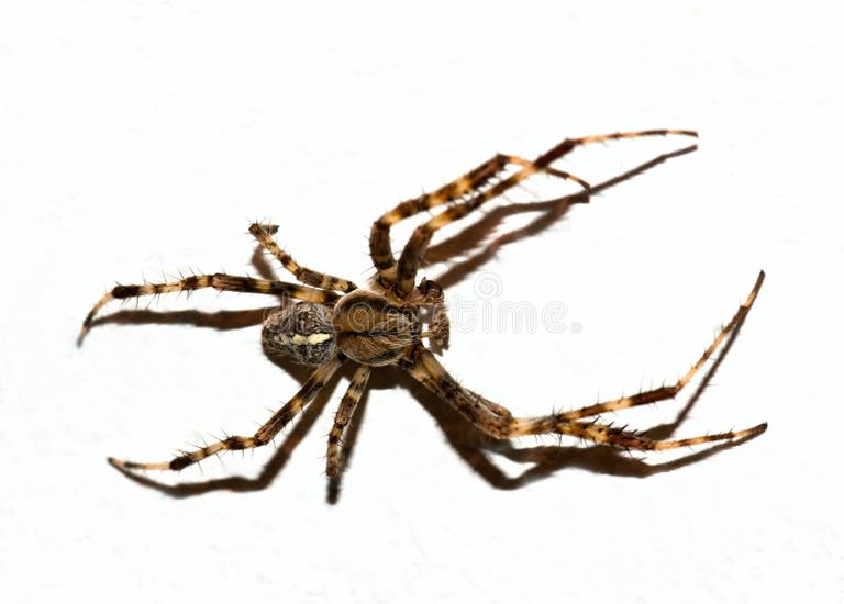 Free Animals (Insects) pictures, photos & images - Royalty-Free and ...