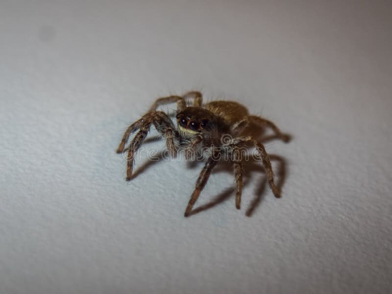 Brown Spider with Eight Eyes Stock Image - Image of brown, insect ...