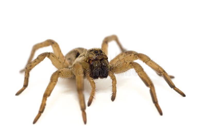 Brown Sac Spider 1 stock photo. Image of silks, spiders - 29048054