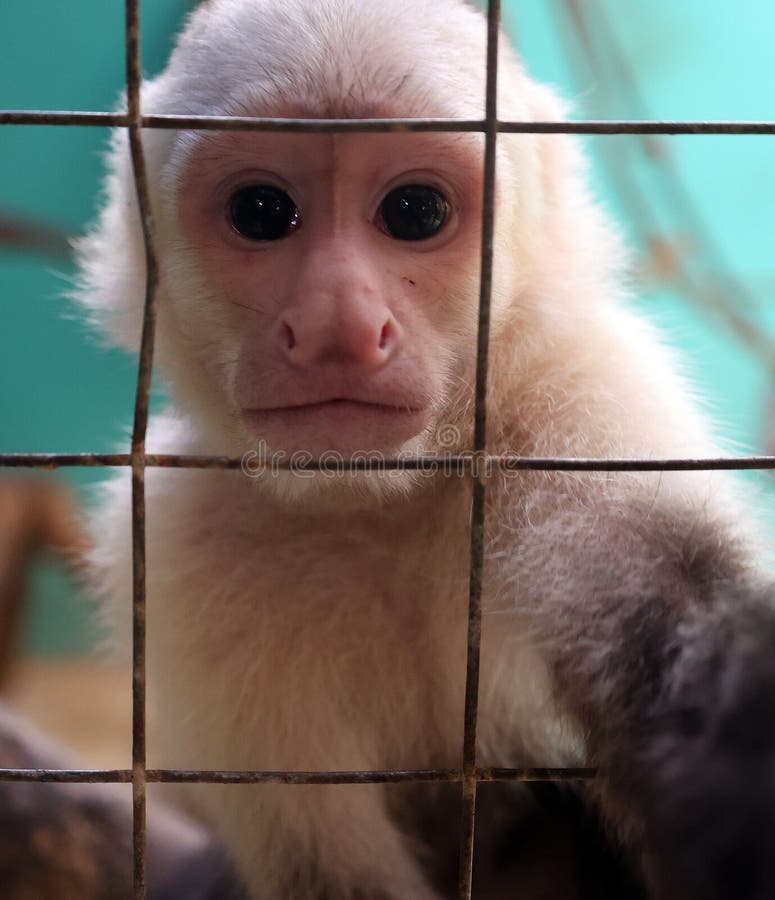 The Brown Spider Monkey in Sad Cage Stock Photo - Image of variegated ...