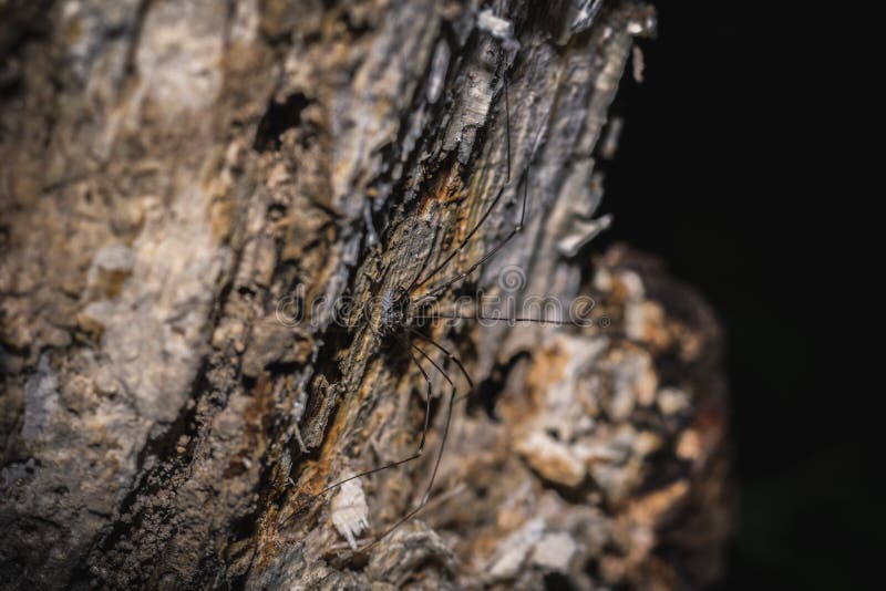 Brown Spider Over a Tree Branch Stock Image - Image of natural, animal ...