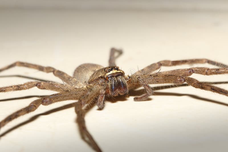Brown spider for pattern stock photo. Image of canine - 57003676