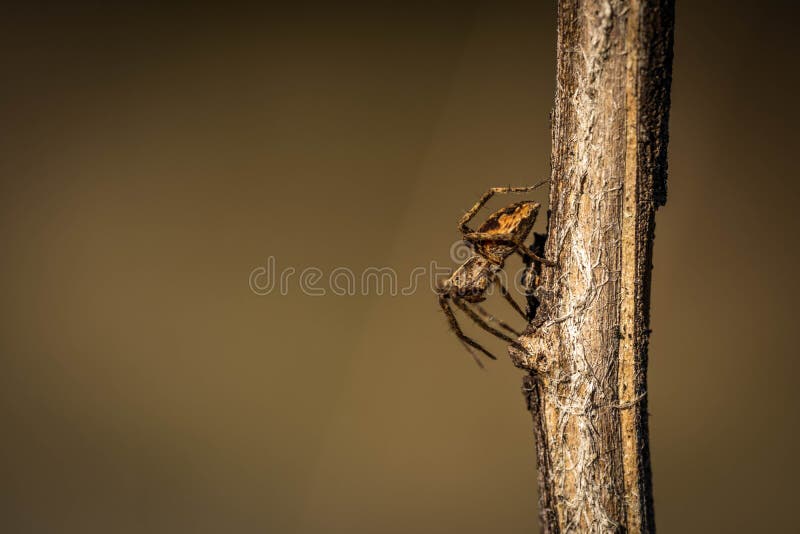 Defensive spider tarantula stock photo. Image of creepy - 13404714