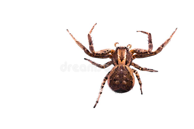 601 Brown Spider Top View Photos - Free & Royalty-Free Stock Photos ...