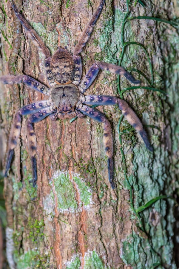 Brown Spider on Tree Trunk in Forest Stock Photo - Image of garden ...