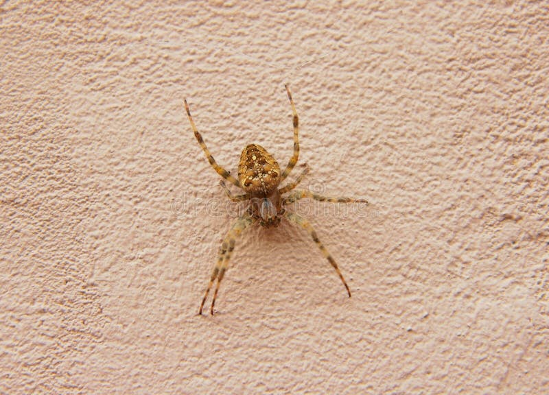 Huge spider on wall stock image. Image of brown, scary - 9748415