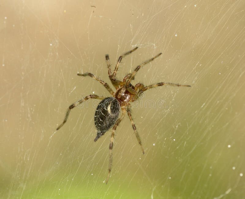Brown spider on a web stock photo. Image of spider, thread - 25562096