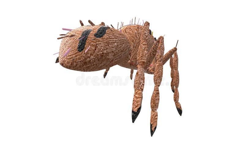 Brown Spider on White Seen from Right Back Side Stock Illustration ...