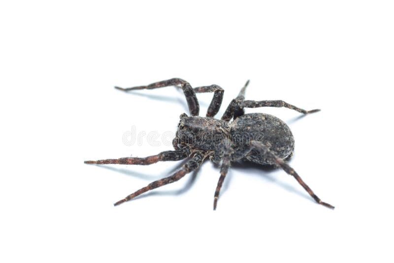 Brown spiders stock photo. Image of whildlife, background - 48612540
