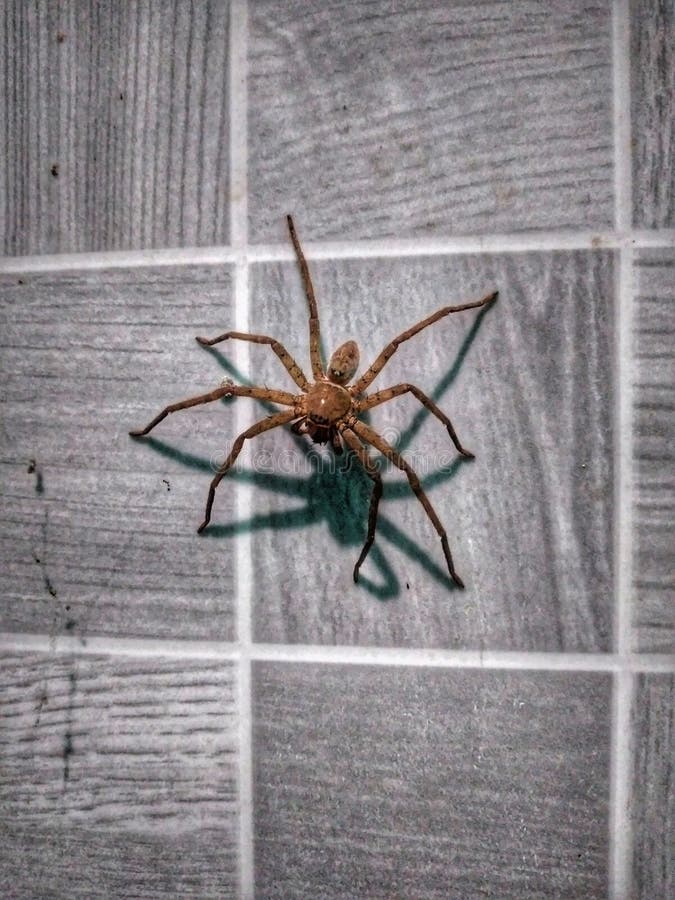 Brown Spiders stock photo. Image of pest, wing, symmetry - 268347538