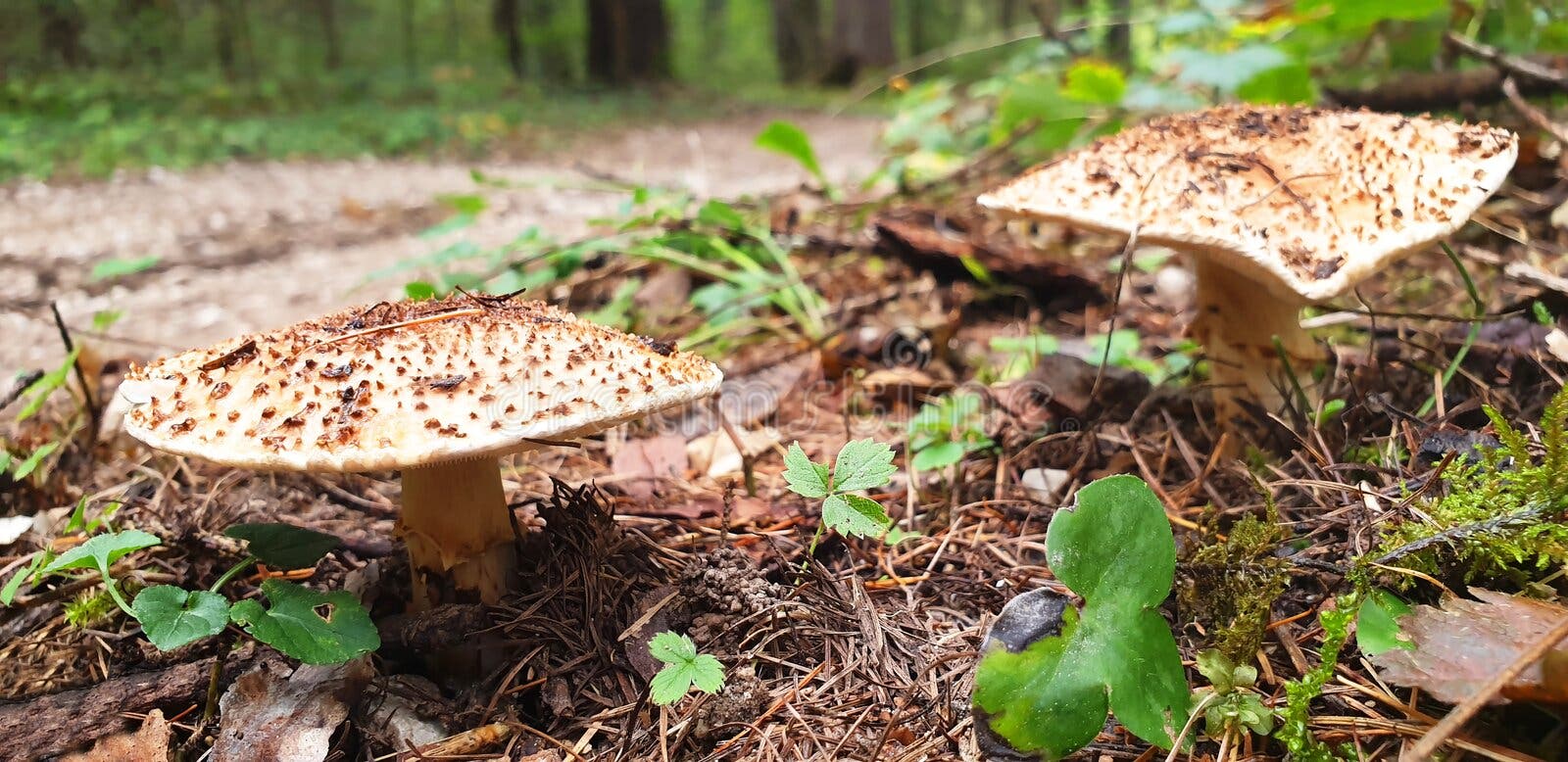 Panorama of Brown Spiny Mushrooms Echinoderma Asperum Stock Photo - Image of harvest, inverted ...