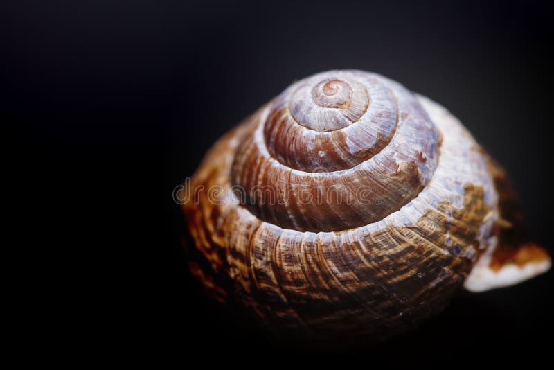 Brown Spiral Shell on Black Background Macro Closeup Stock Photo ...