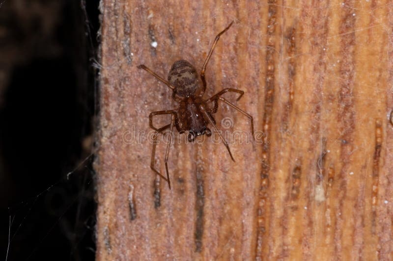 Brown Spitting Spider stock photo. Image of wild, fauna - 206971056