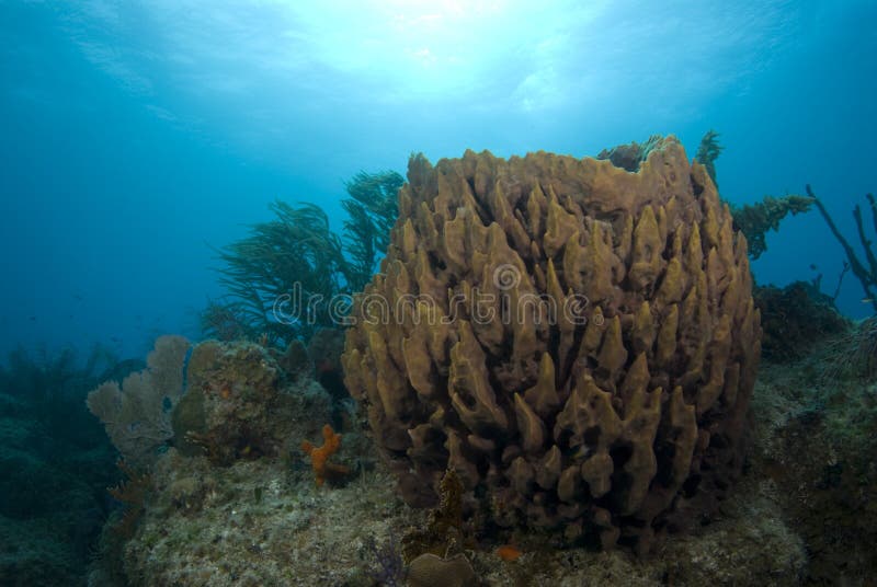 Brown Sponge Landscape stock image. Image of seascape - 9088133