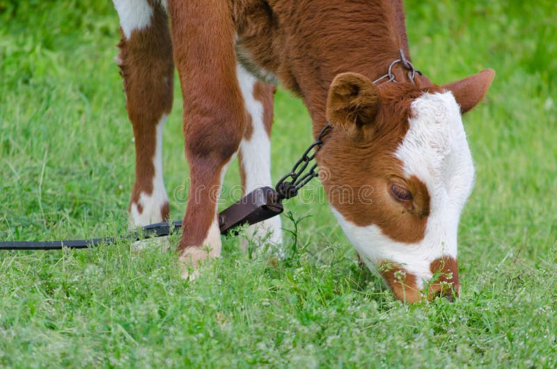 Brown Spotted Bull among Fresh Green Grass Stock Photo - Image of ...