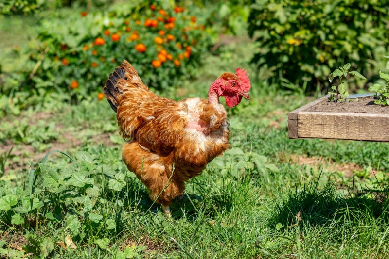 Brown Spotted Chicken in the Garden among the Grass Stock Photo - Image ...