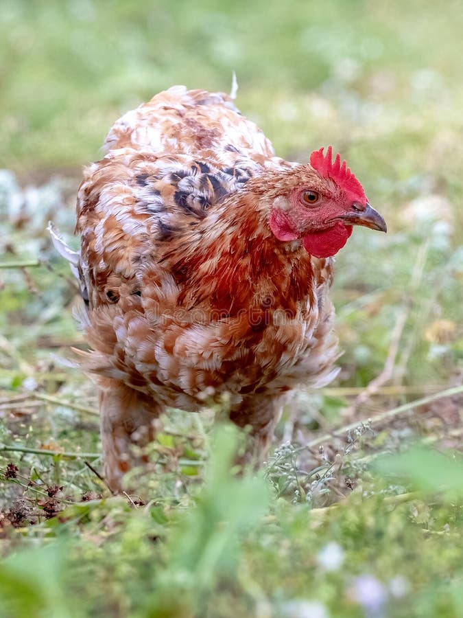 Brown Spotted Chicken in the Garden among the Grass Stock Image - Image ...