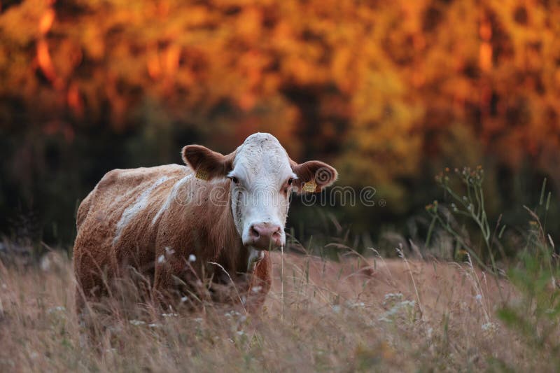 Brown Spotted Cow with a Forest in Her Back Stock Photo - Image of blue ...