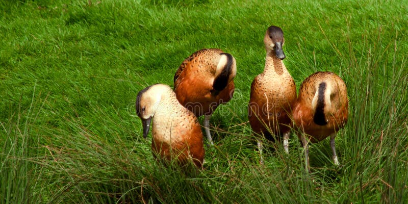 Brown and spotted ducks stock image. Image of stripe - 23821099