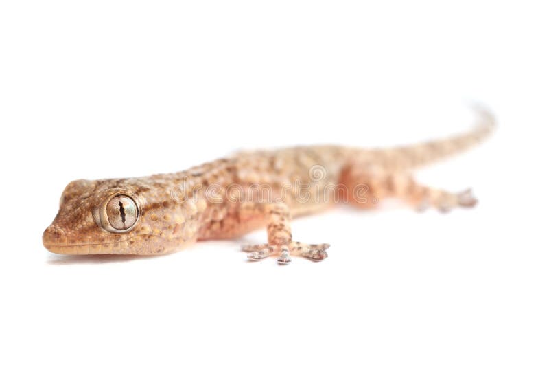 Brown Spotted Gecko Reptile Isolated Stock Photo - Image of saurian ...