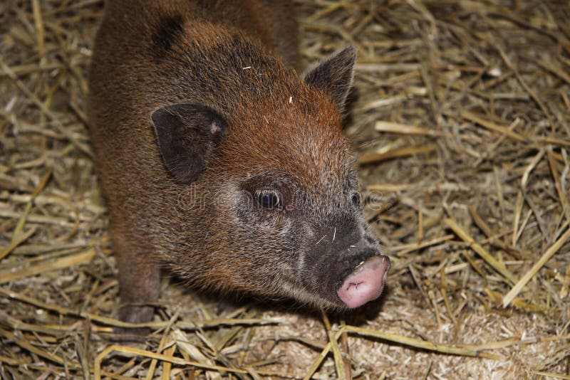 Brown spotted piglet stock image. Image of dwarf, little - 231238127