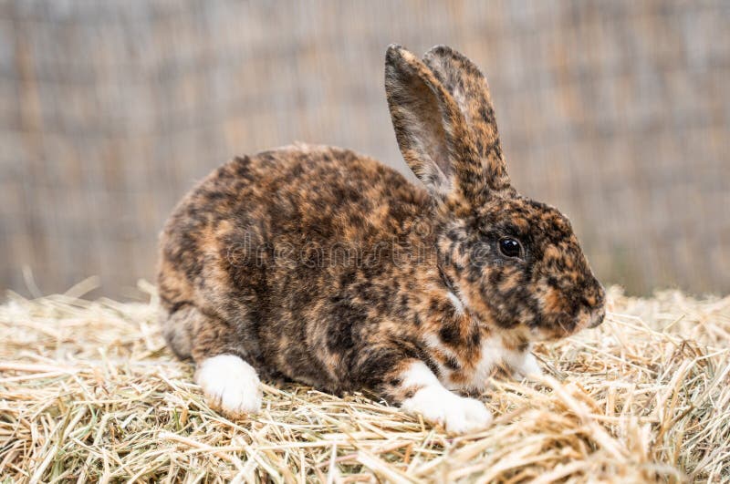 Brown Spotted Rex Rabbit Sits on Dry Grass on a Sunny Day before Easter ...