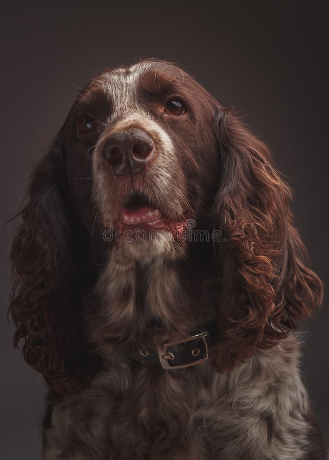 Brown Spotted Russian Cocker Spaniel, Blurred Background Stock Photo ...