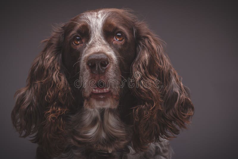 Brown Spotted Russian Cocker Spaniel, Blurred Background Stock Image ...