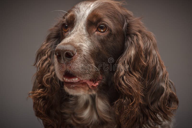 Brown Spotted Russian Cocker Spaniel, Blurred Background Stock Image ...