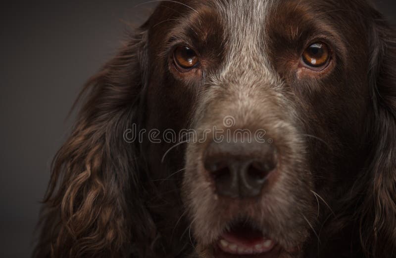 Brown Spotted Russian Cocker Spaniel, Blurred Background Stock Image ...