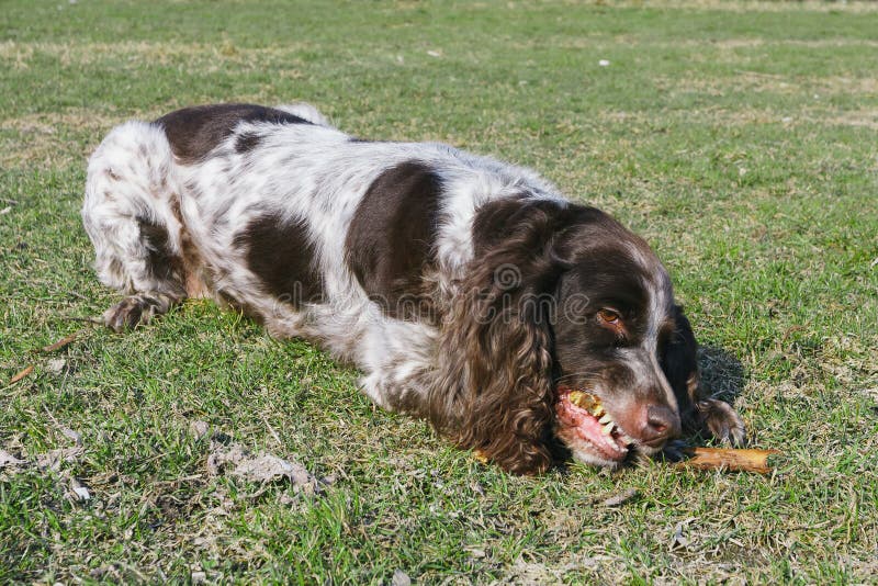 Brown Spotted Russian Cocker Spaniel, Blurred Background Stock Image ...