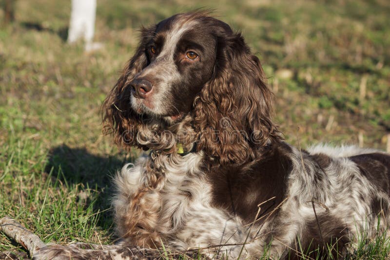 Brown Spotted Russian Spaniel Lays Green Grass Stock Photos - Free ...