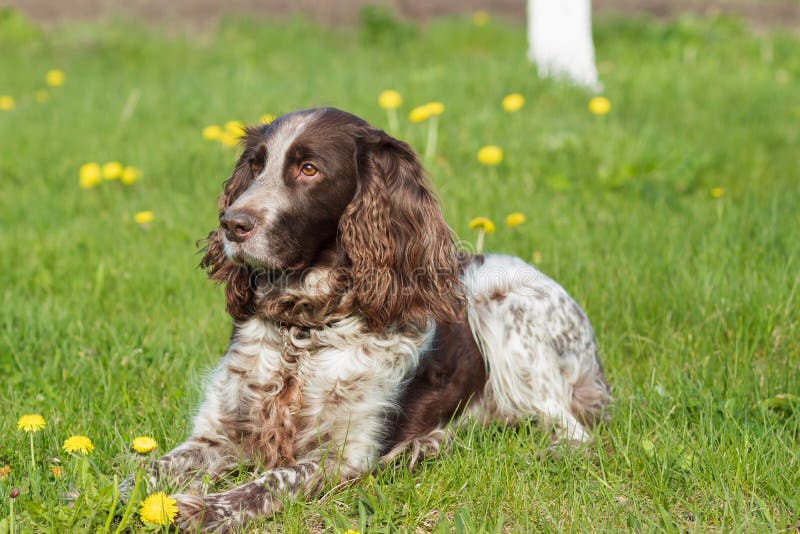 Brown Spotted Russian Spaniel Lays Green Grass Stock Photos - Free ...