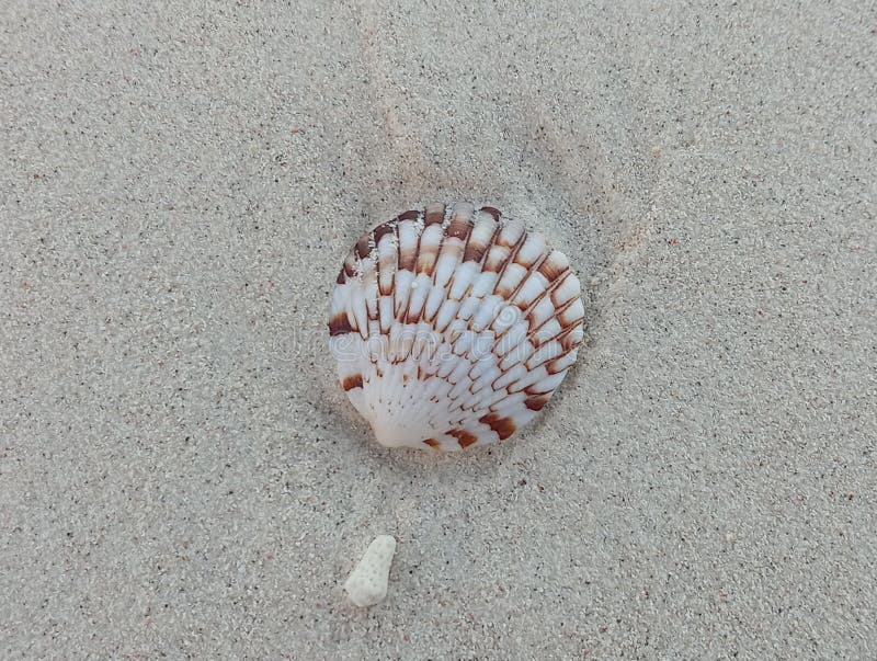 Brown Spotted Shells on a White Sand Background Stock Image - Image of ...