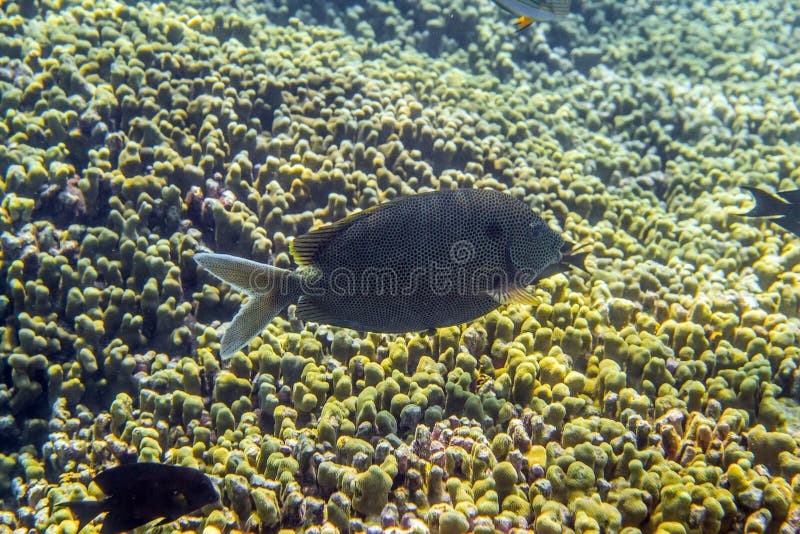 Brown-spotted Spinefoot Rabbitfish Stock Photo - Image of fish ...