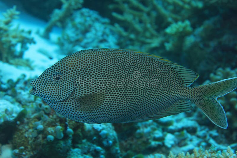 Brown-spotted Spinefoot Rabbitfish Stock Photo - Image of beautiful ...