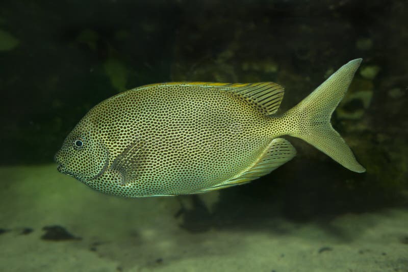 The Brown-spotted Spinefoot Siganus Stellatus. Stock Photo - Image of ...