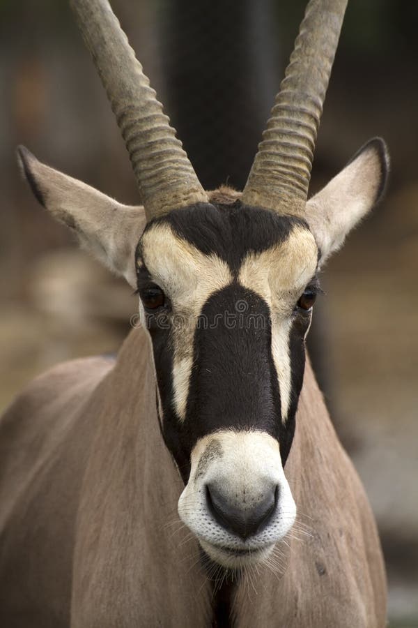 Brown springbok face stock image. Image of horned, wildlife - 25628415