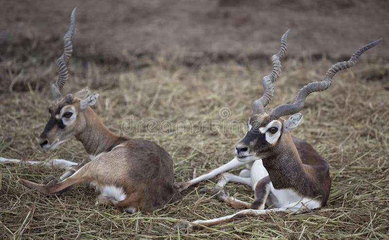 Brown Springbok in Relax Time Stock Image - Image of impala, wild: 21442781